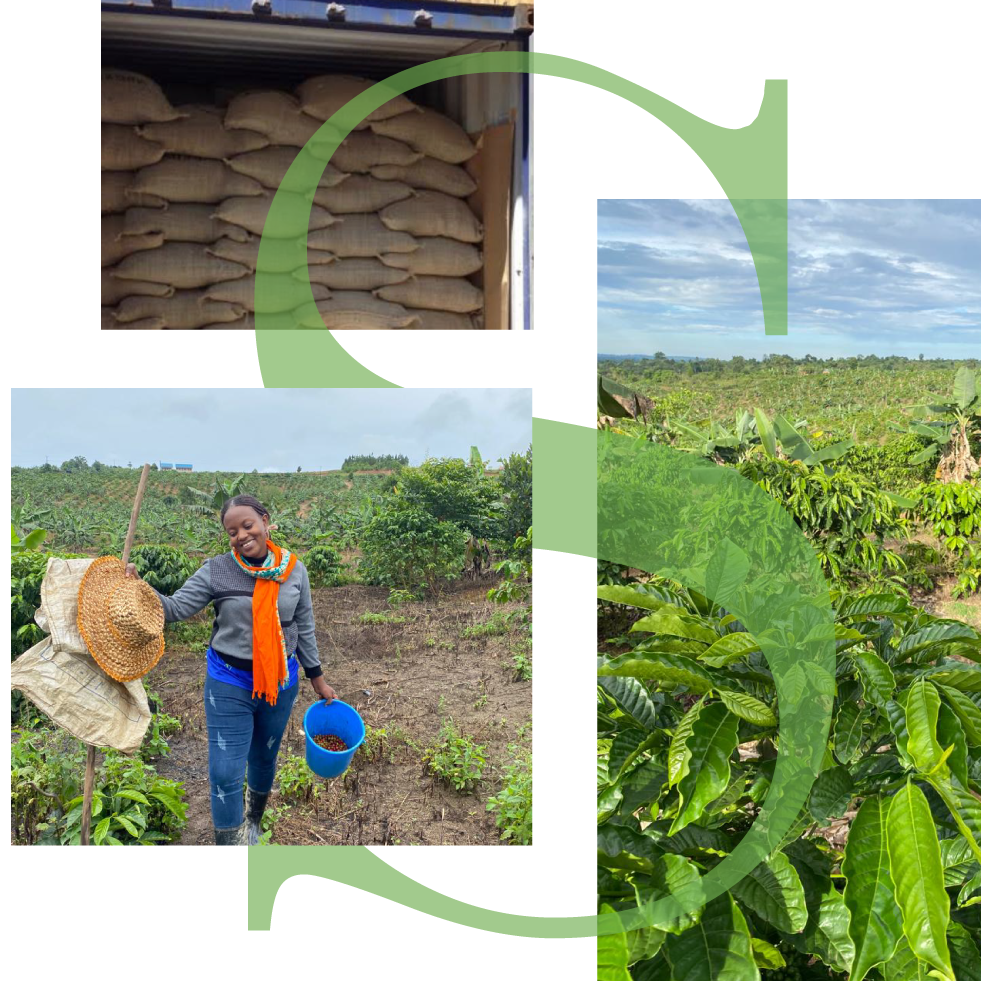 Sukuma Commodities – Sourcing , Processing and Exporting from Uganda